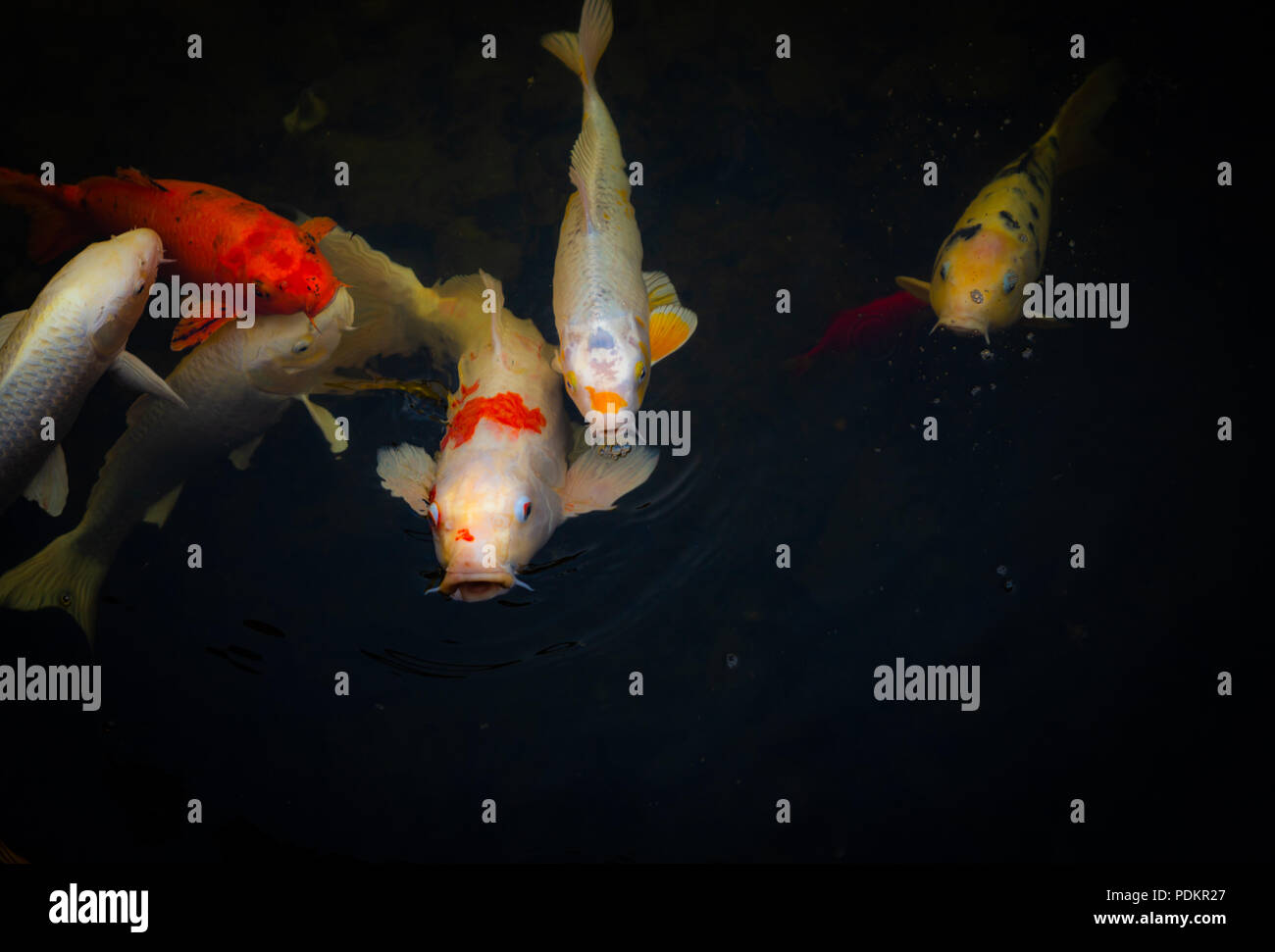 Koi swimming hi-res stock photography and images - Alamy