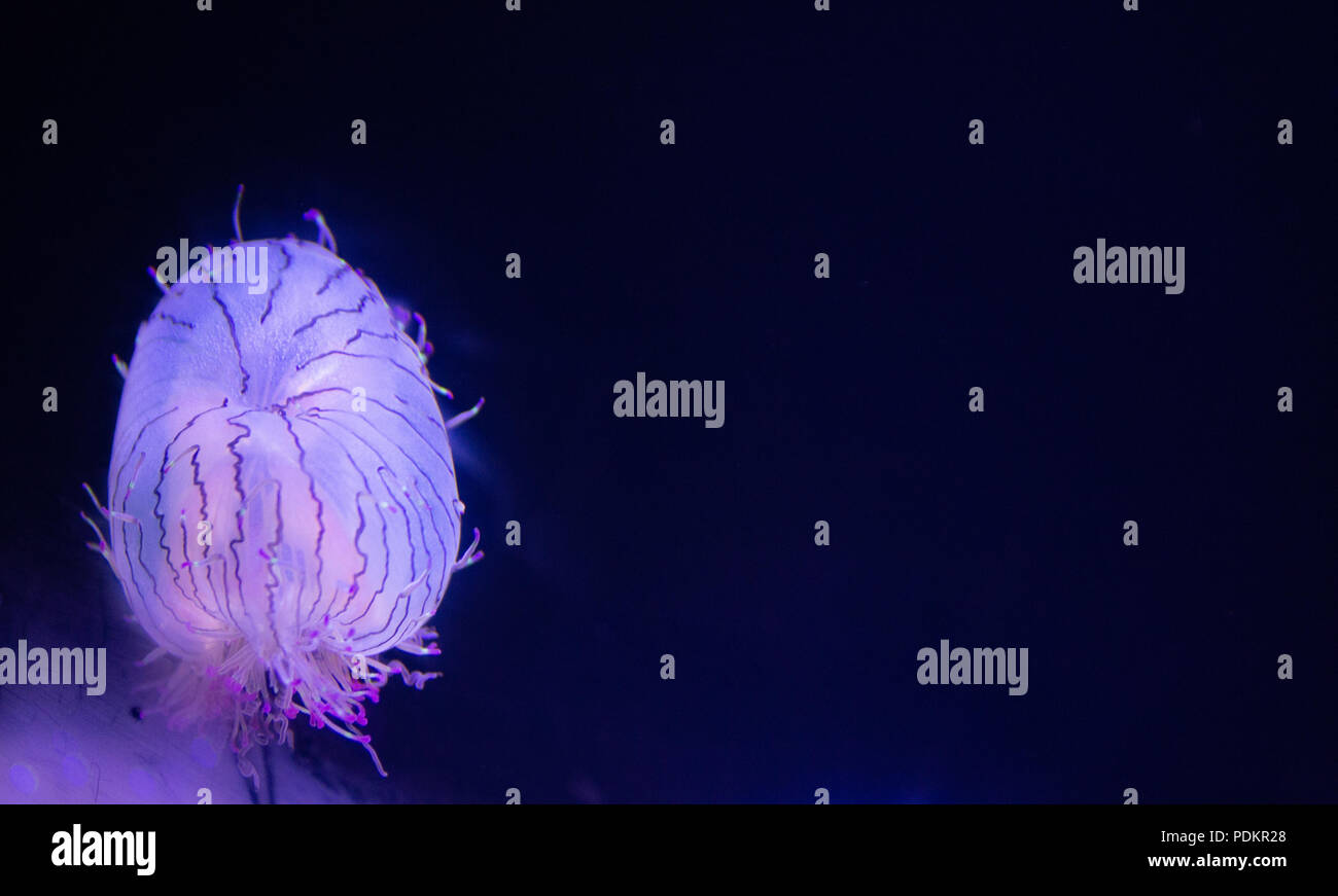 Mysterious Purple Sea Creature Stock Photo - Alamy