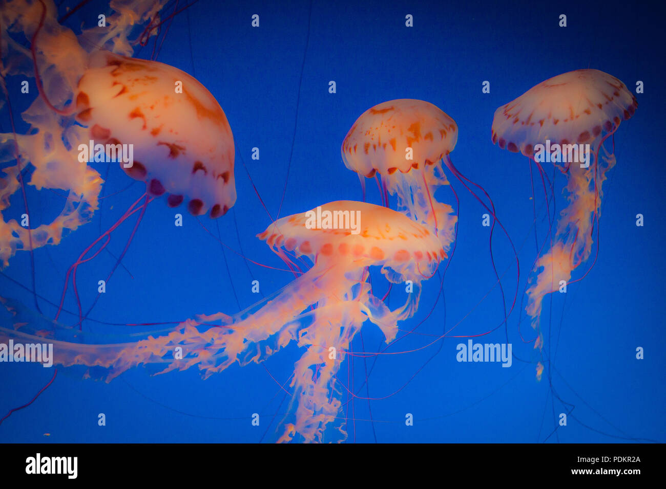 Dancing Jellyfish Swimming Upward Stock Photo - Alamy