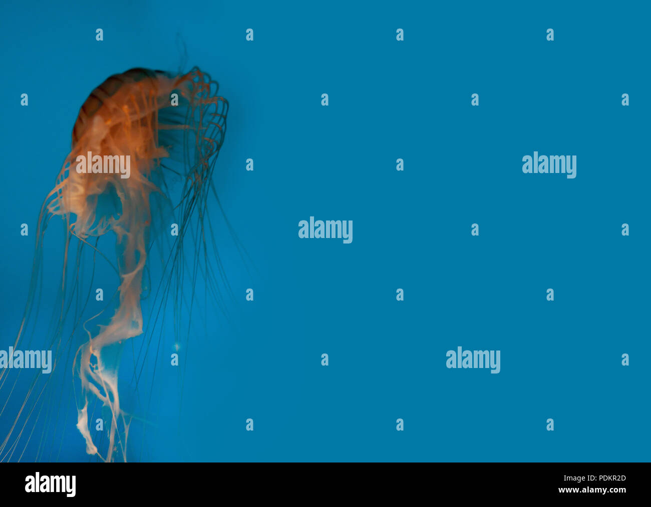 Red fish swimming upwards hi-res stock photography and images - Alamy