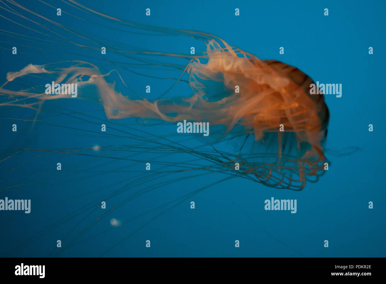 Fast Swimming Orange Jelly Fish Stock Photo - Alamy