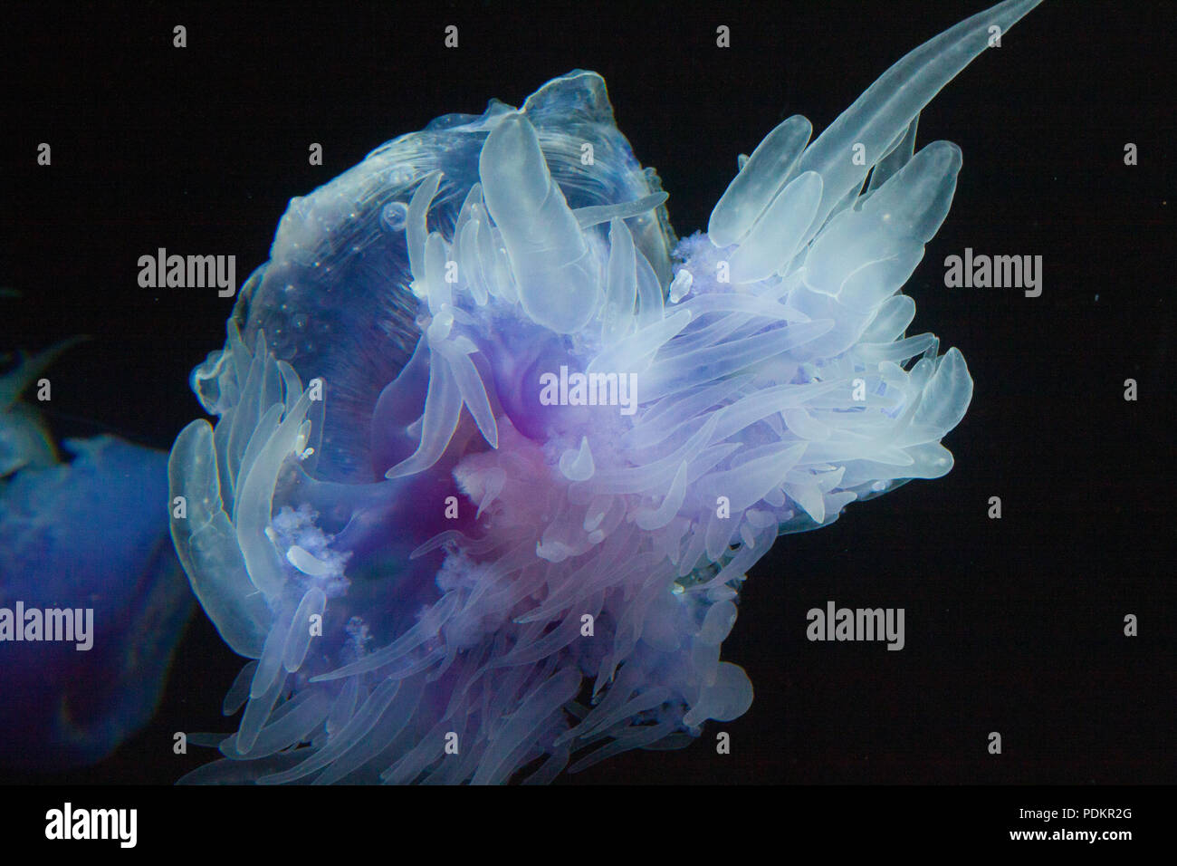 Illuminated creature hi-res stock photography and images - Alamy