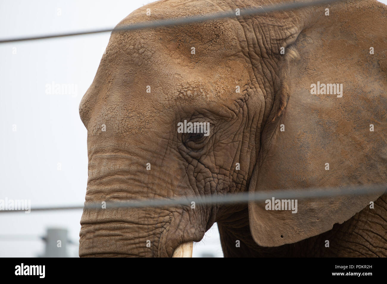 A Sad captive elephant behind wired fence Stock Photo - Alamy