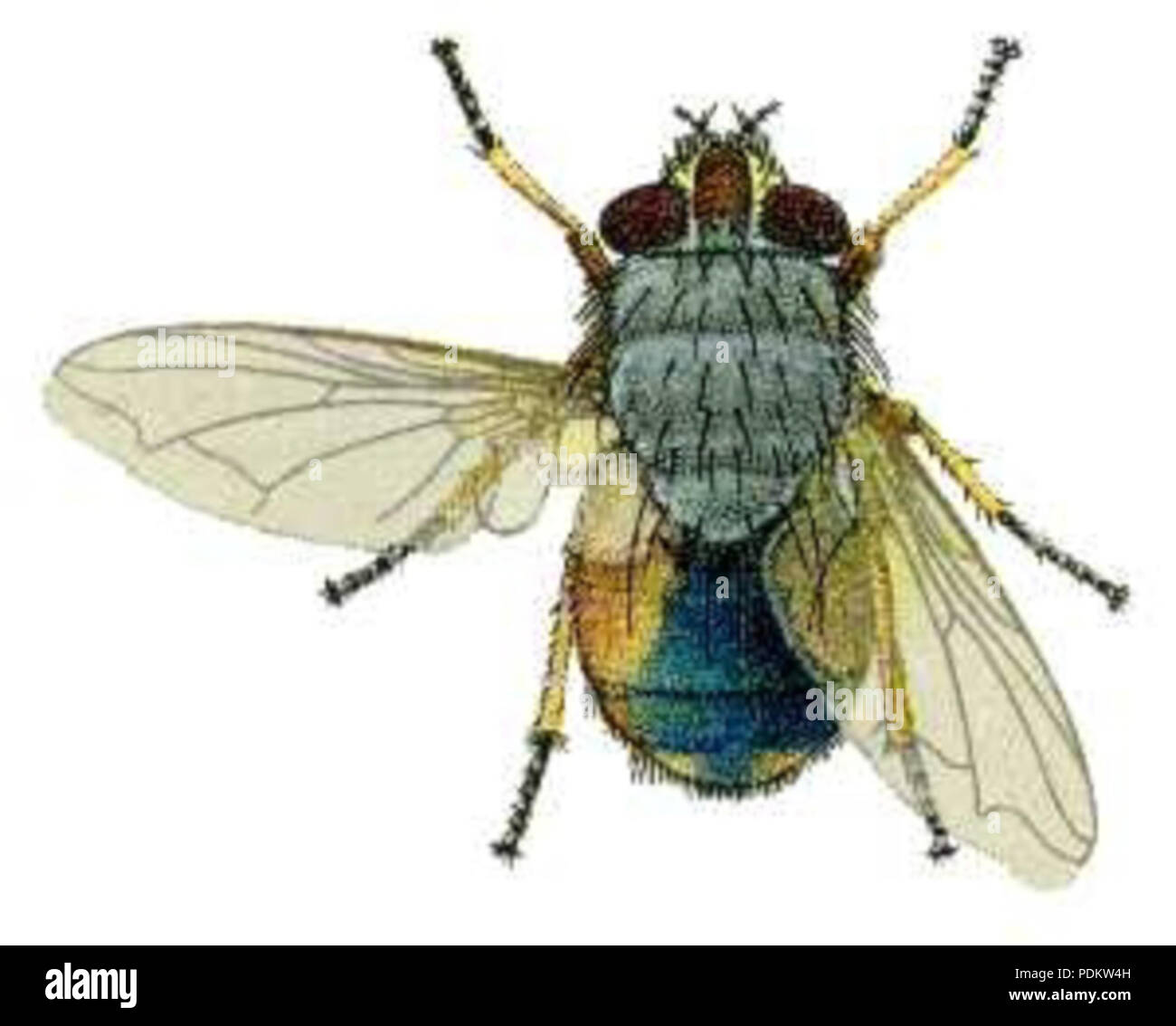 29 Calliphora augur illustration Stock Photo - Alamy