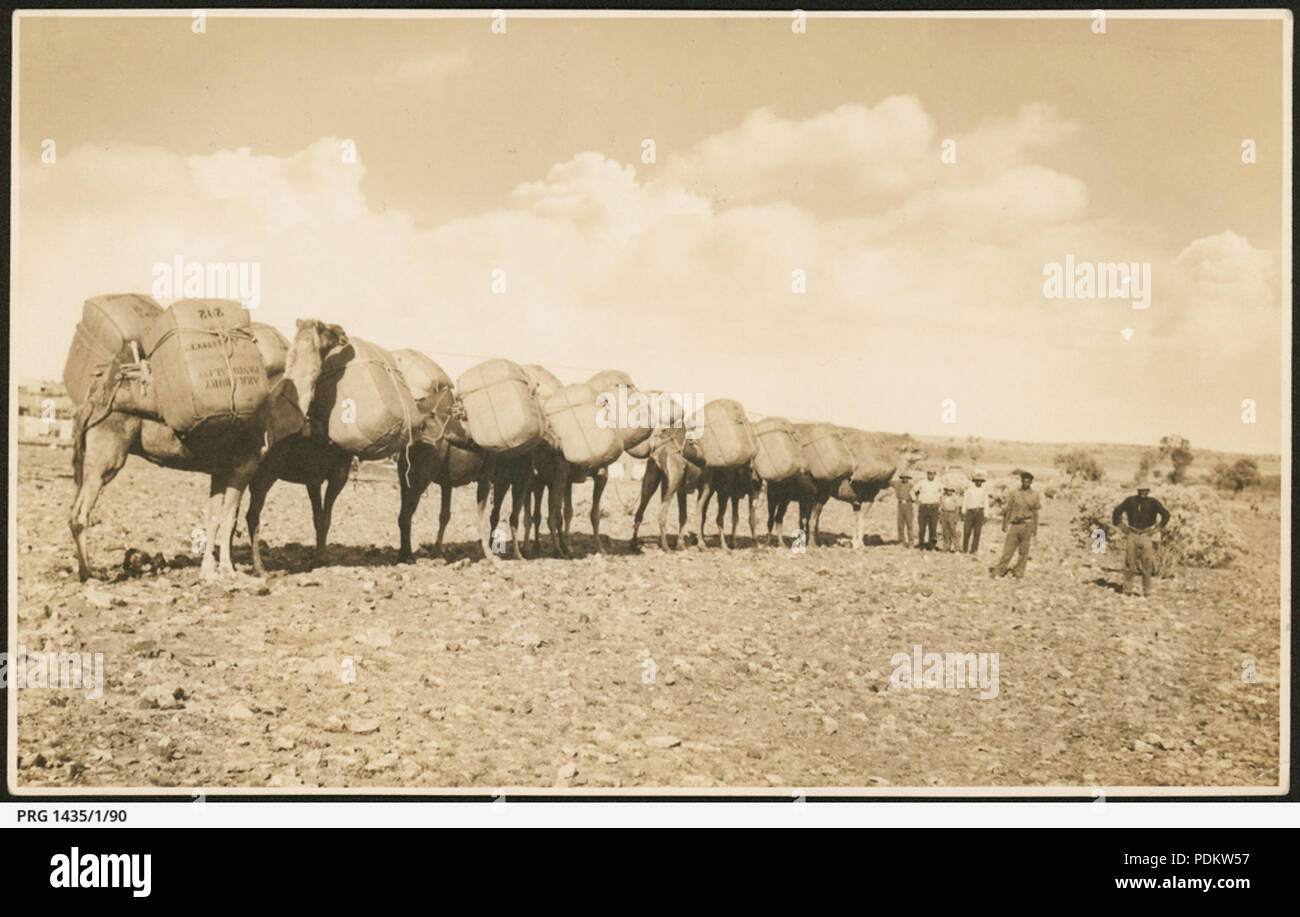 29 Camel Train, each loaded with two bails of wool, South Australia ...