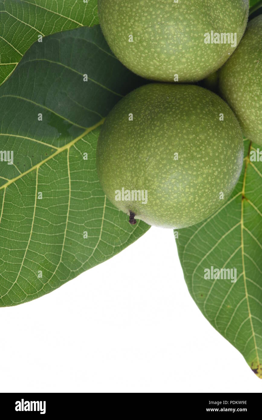 Walnuts fruits with green leaves close-up Stock Photo - Alamy