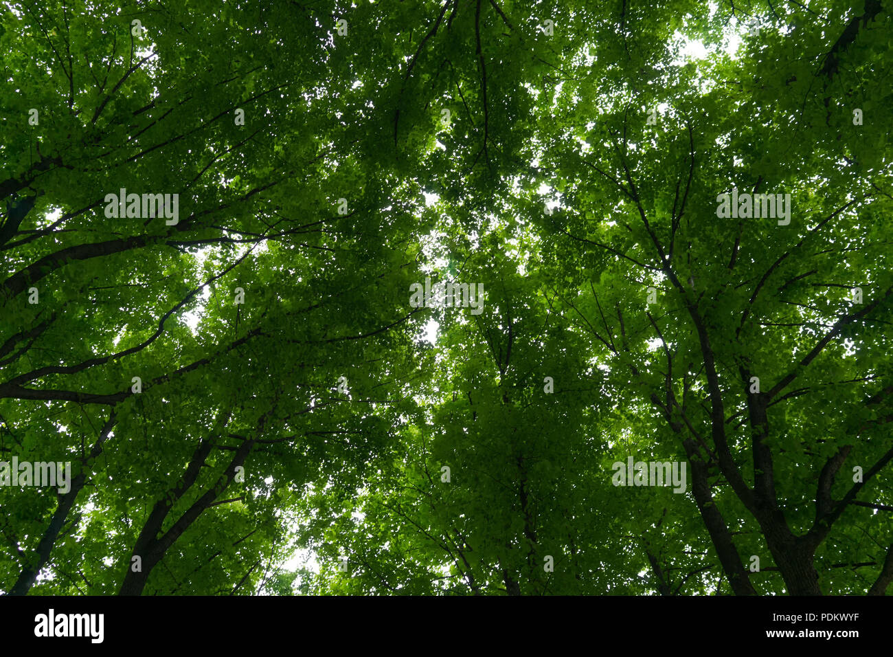 Bright green crowns of trees with red trunks overshadow the high spring ...