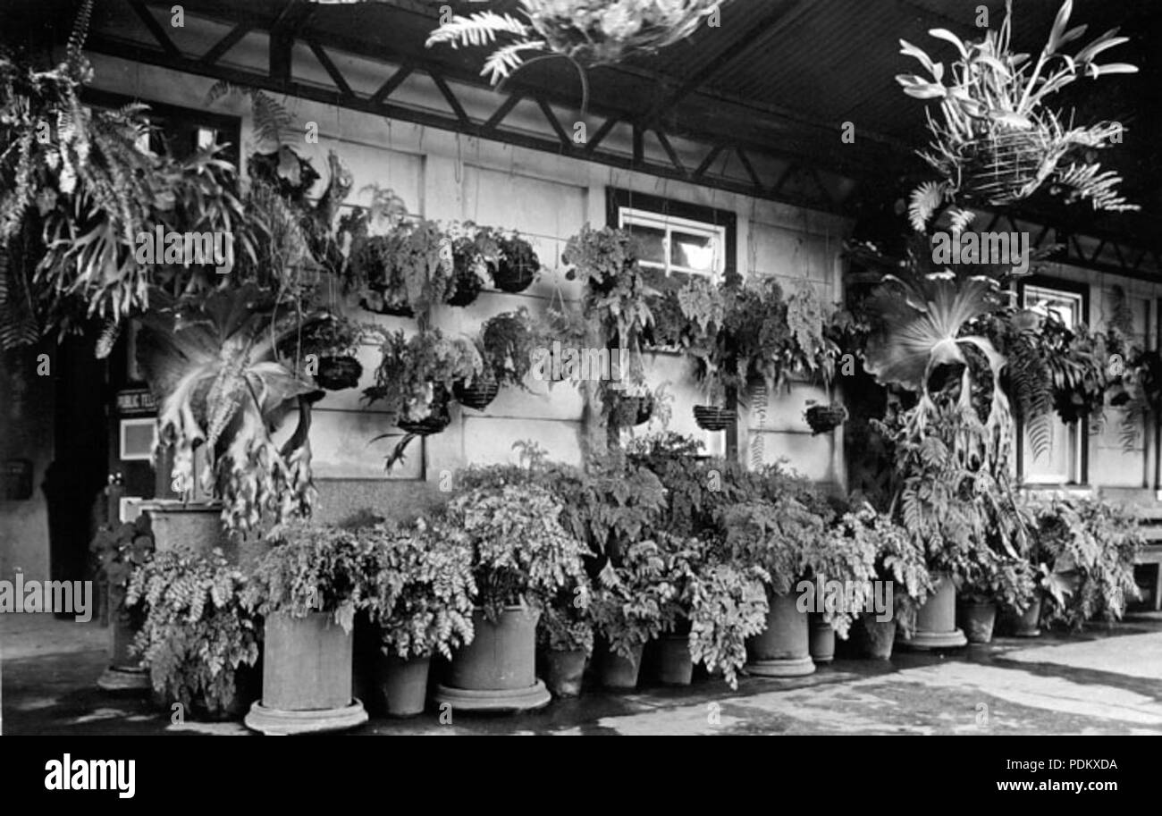 101 Queensland State Archives 1239 Varieties of ferns on railway ...