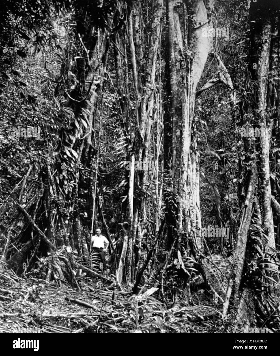 101 Queensland State Archives 1240 Banyan Tree in the Maze Kuranda NQ c ...