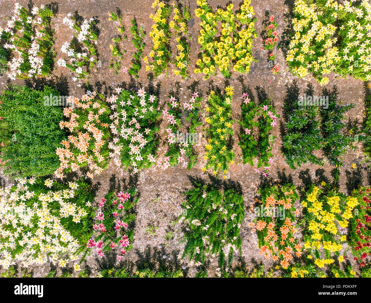 Photo of field of flowers aerial hi-res stock photography and images ...