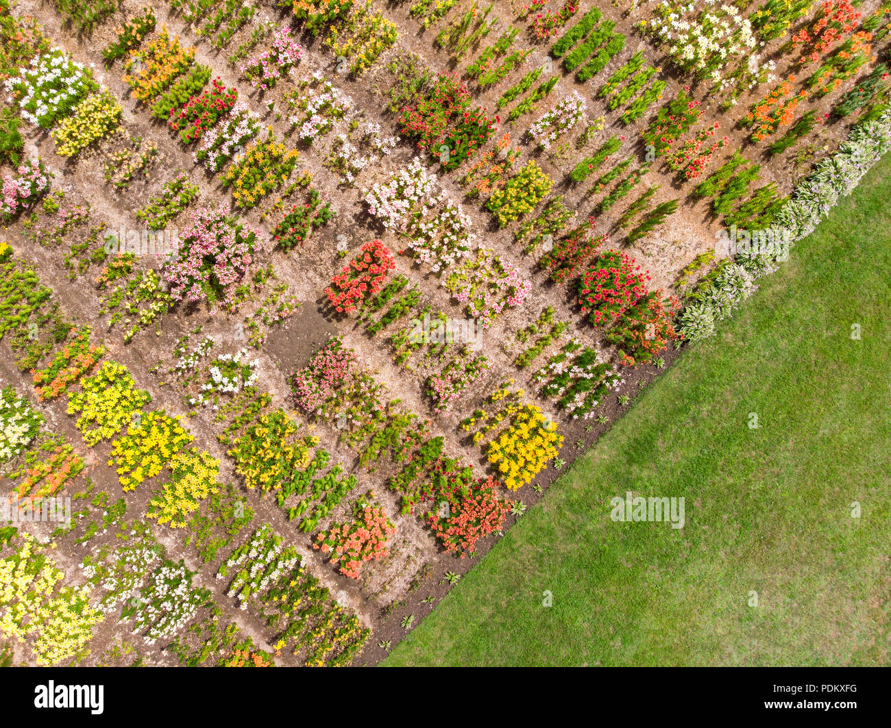 Aerial view above flower farm hi-res stock photography and images - Alamy