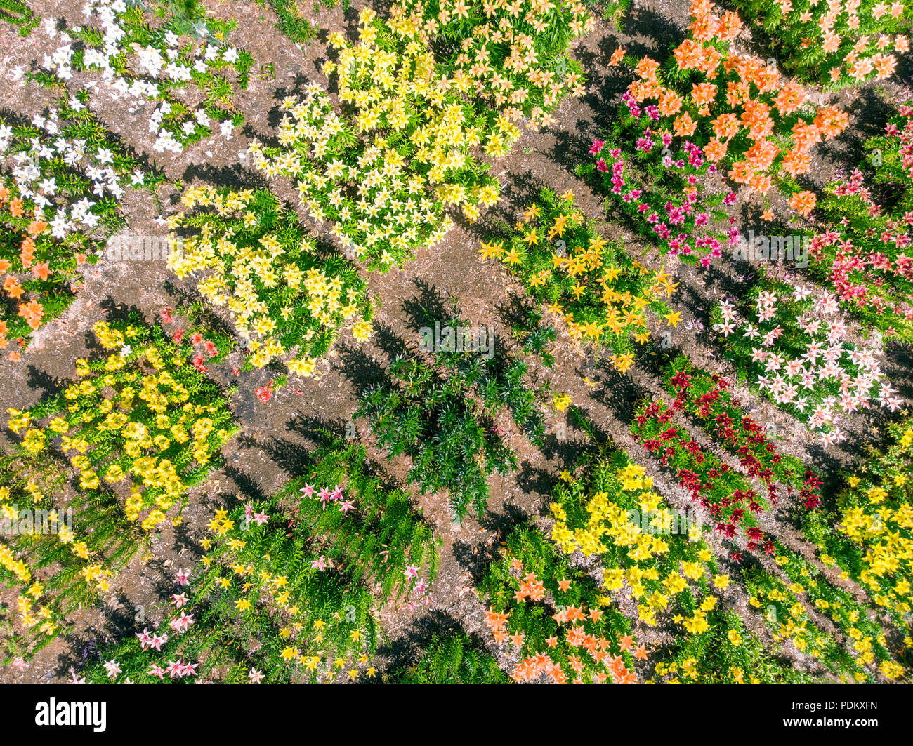 Photo of field of flowers aerial hi-res stock photography and images ...