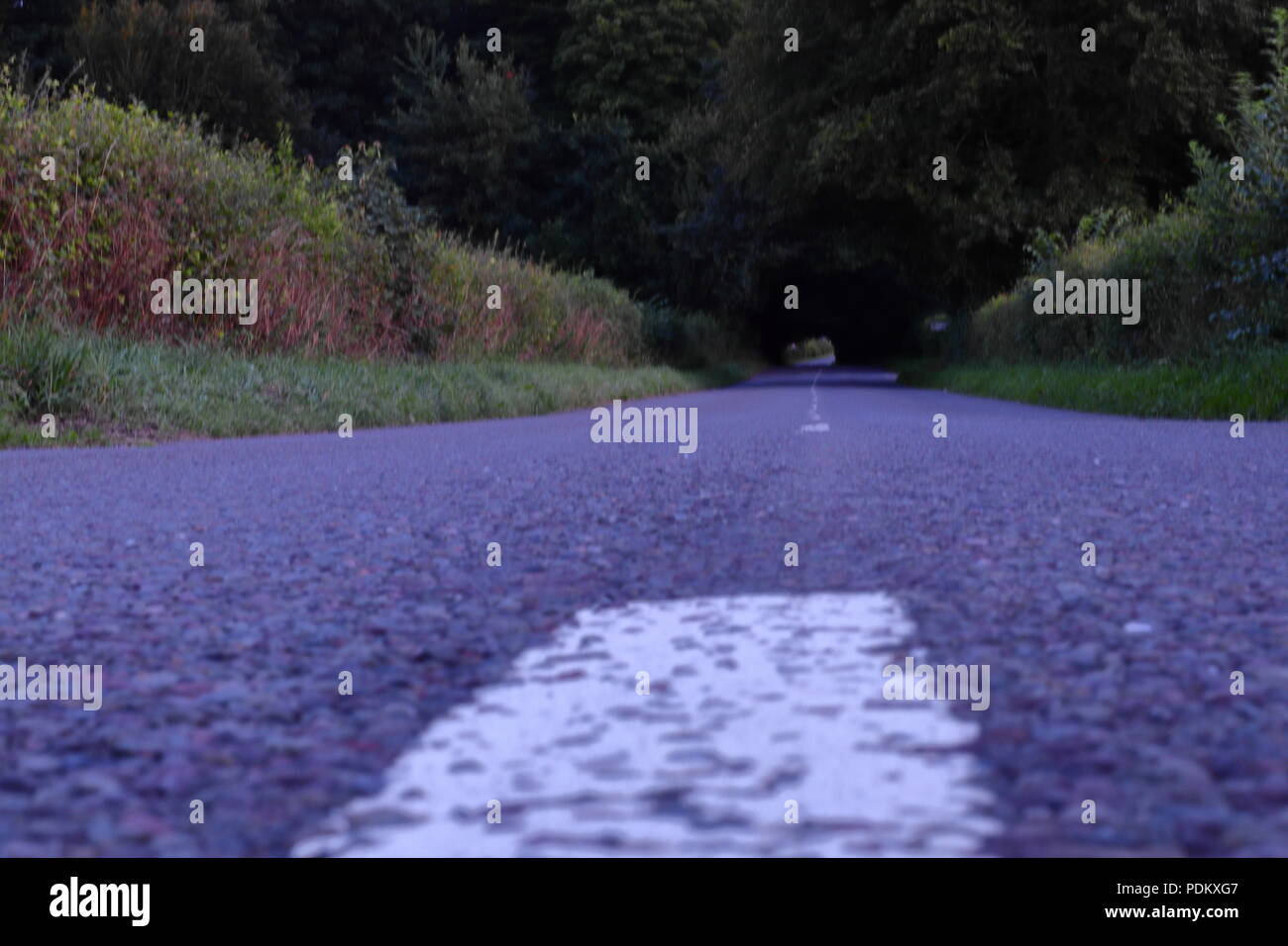 Road and tunnel made of trees Stock Photo - Alamy