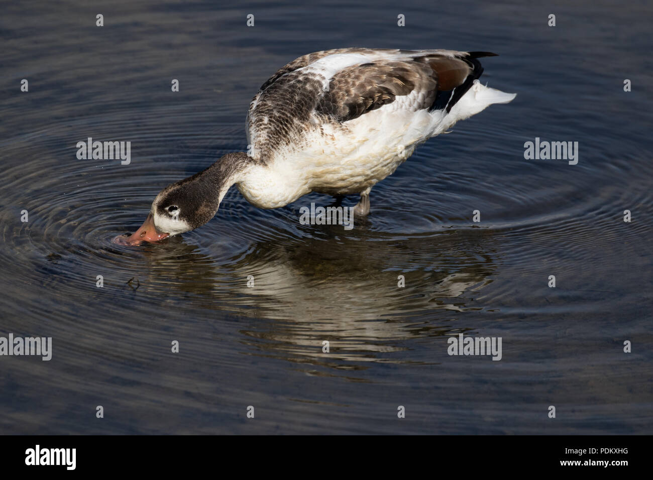 Juvenile shelduck hi-res stock photography and images - Alamy