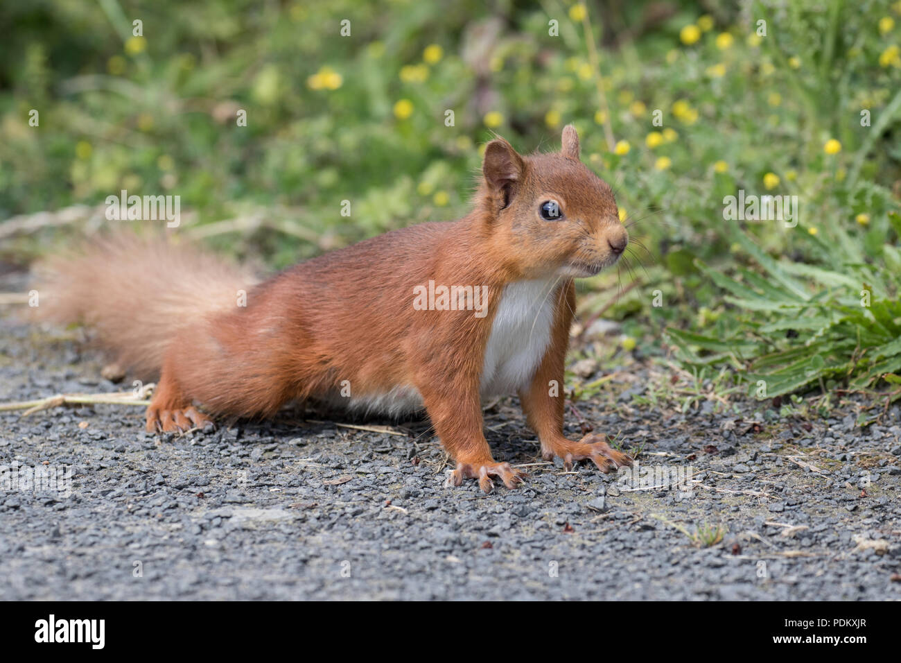 Northumberland red squirrel hi-res stock photography and images - Alamy