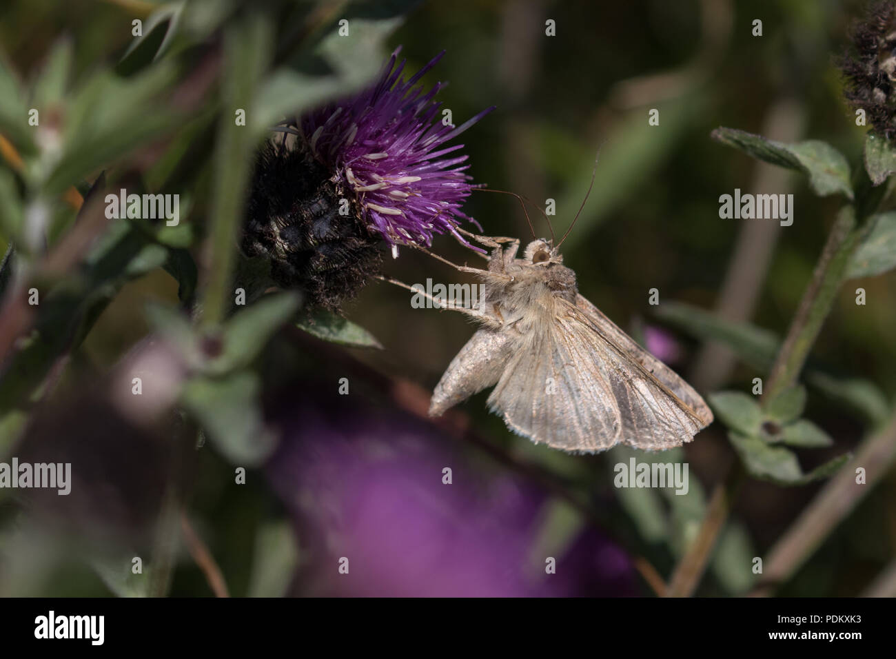 Silver y moth feeding hi-res stock photography and images - Alamy
