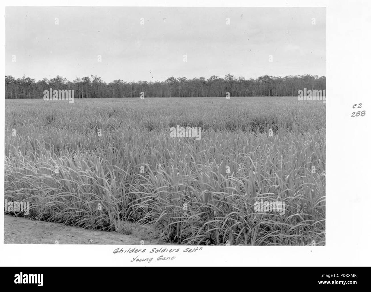 Sugar cane archives Black and White Stock Photos & Images - Alamy