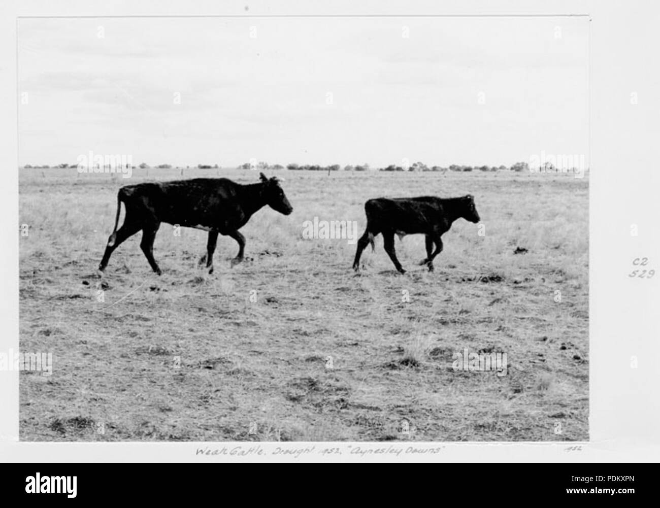 Queensland cattle Black and White Stock Photos & Images - Alamy