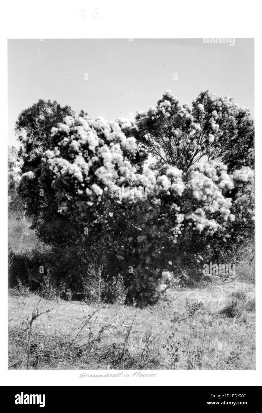 Queensland native plants Black and White Stock Photos & Images - Alamy