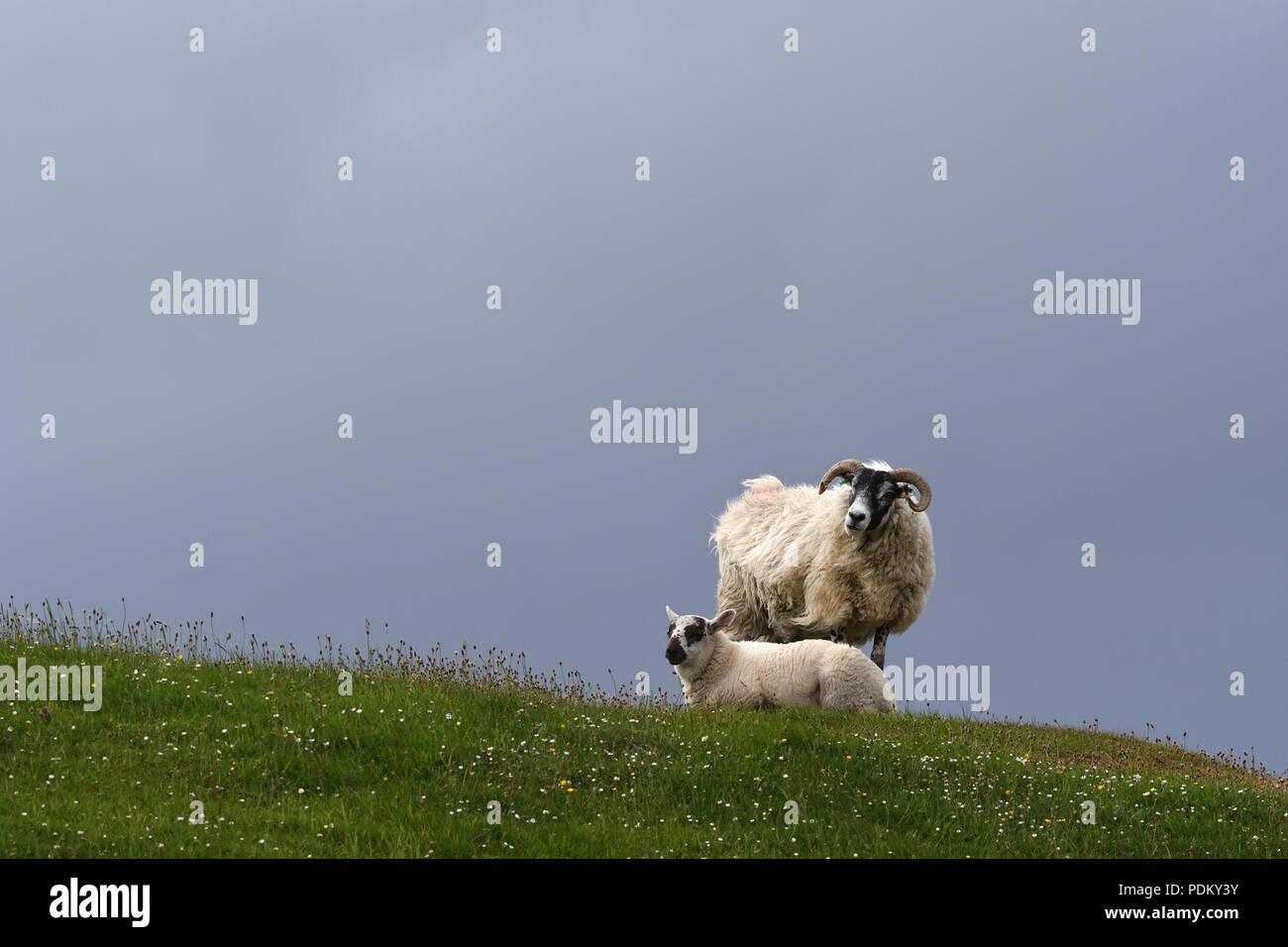 scottish blackface sheep;lamb;ovis;carinish;north uist;scotland Stock ...