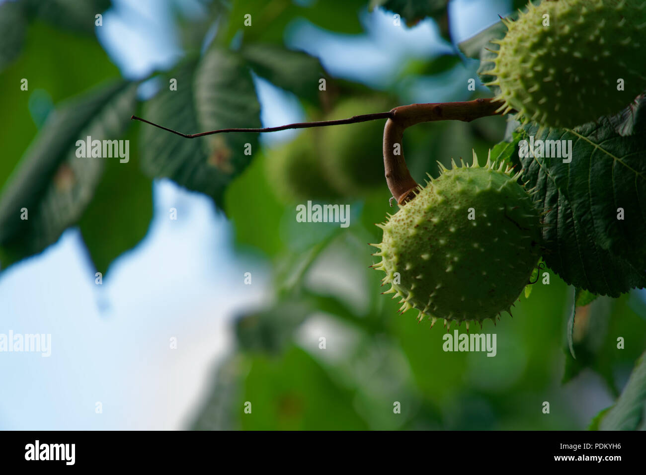 Green chestnut on tree branch swaying in the wind Stock Photo - Alamy