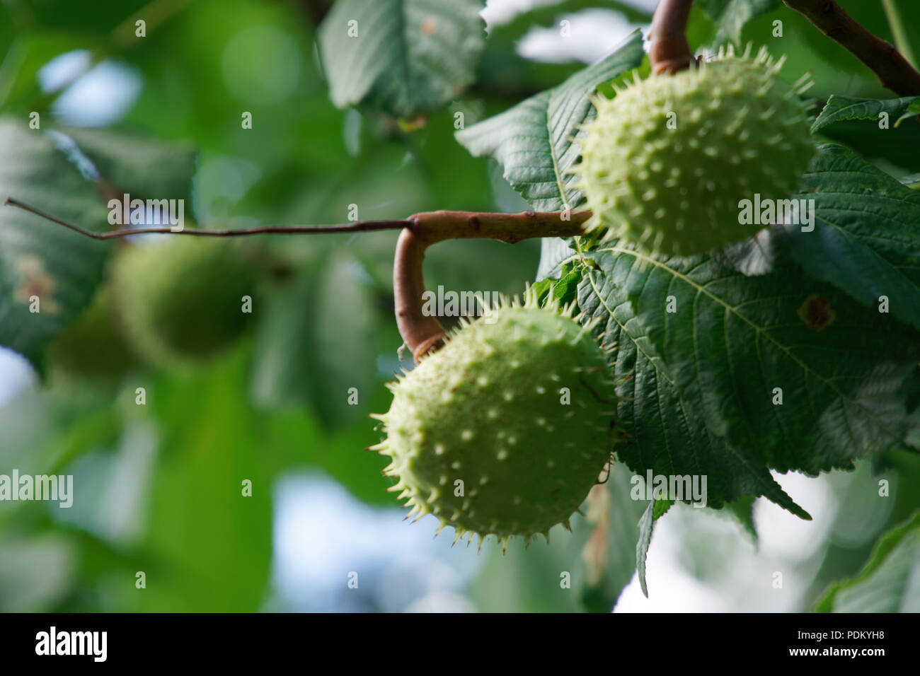 Tree branch swaying hi-res stock photography and images - Alamy