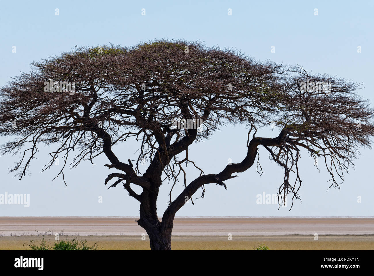 African thorn tree hi-res stock photography and images - Alamy