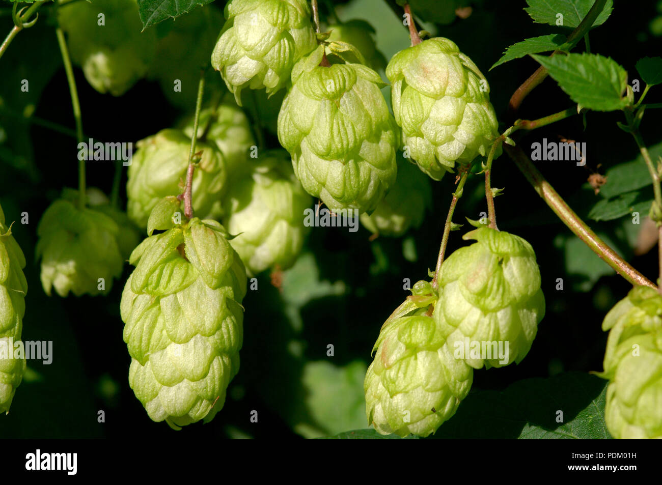 Houblon hi-res stock photography and images - Alamy