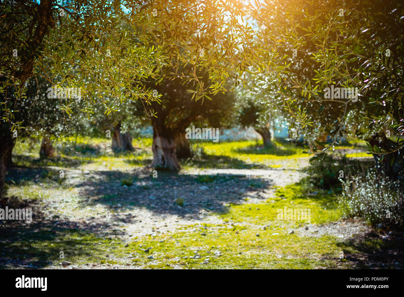 Olive at sunset hi-res stock photography and images - Alamy