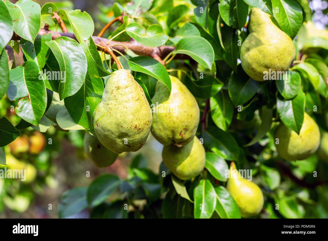 Many big ripe tasty juicy pears growing on tree in orchard. Healthy ...