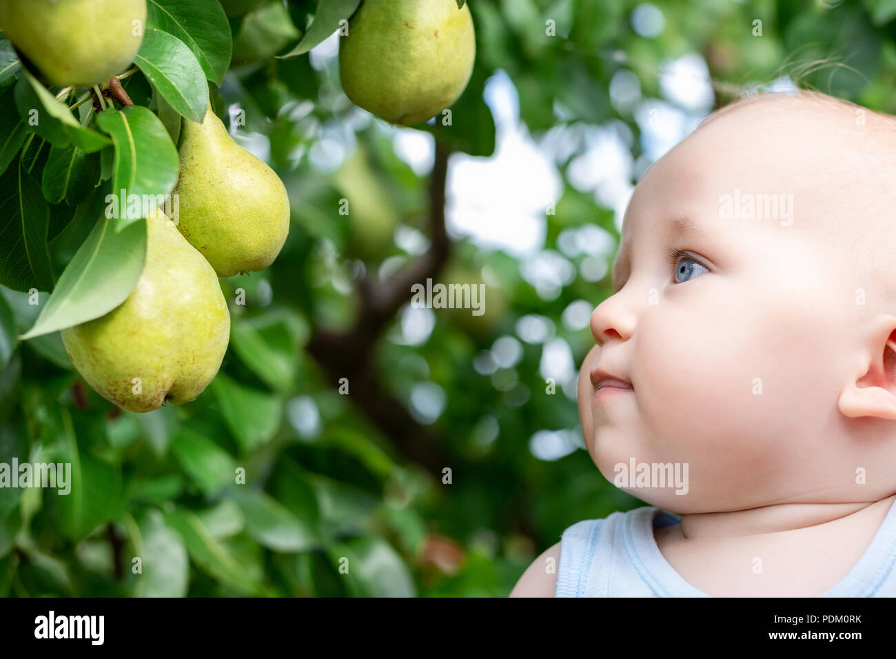 Baby pears hi-res stock photography and images - Alamy
