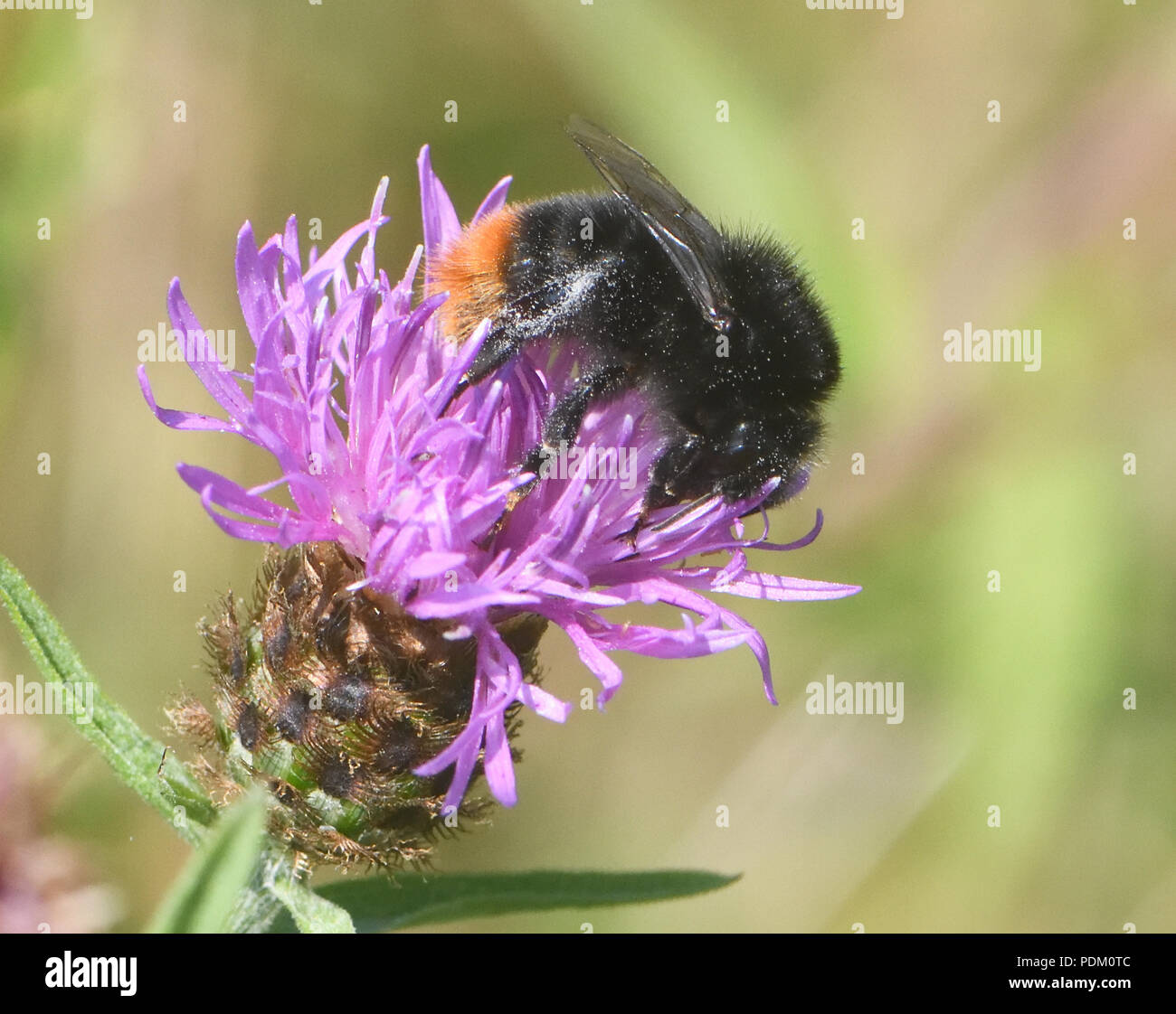A worker red-tailed bumblebee (Bombus lapidaries) foraging on a flower ...