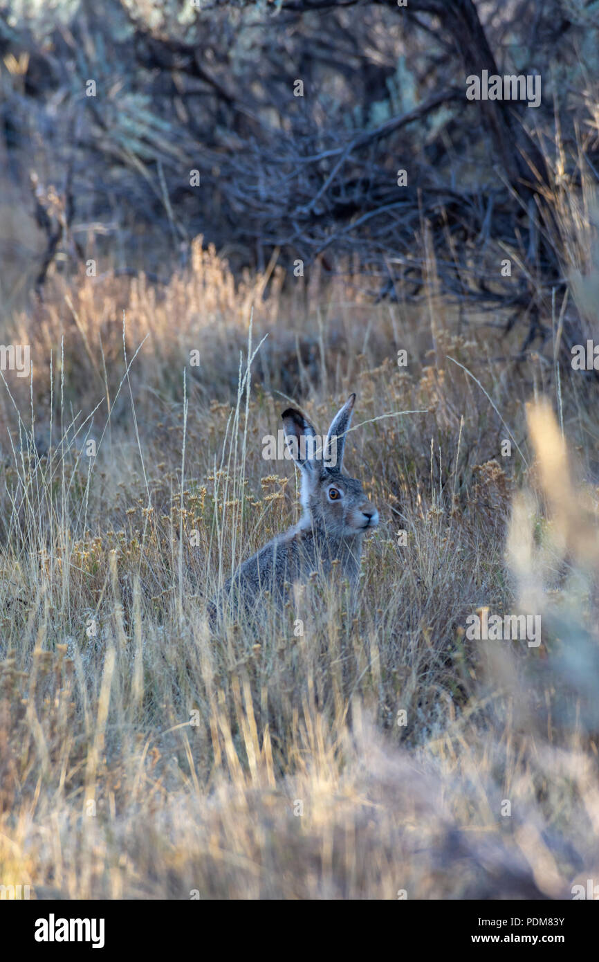 Townsendii hi-res stock photography and images - Alamy