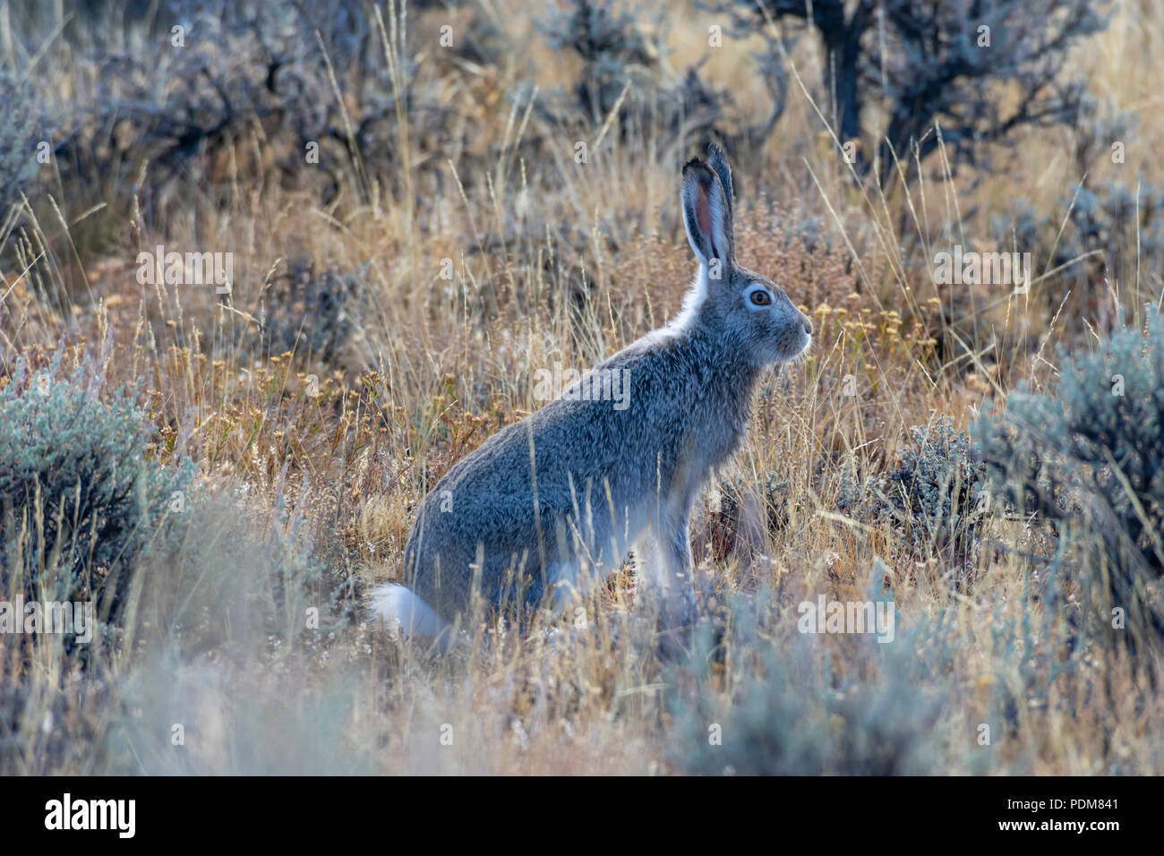 Townsendii hi-res stock photography and images - Alamy
