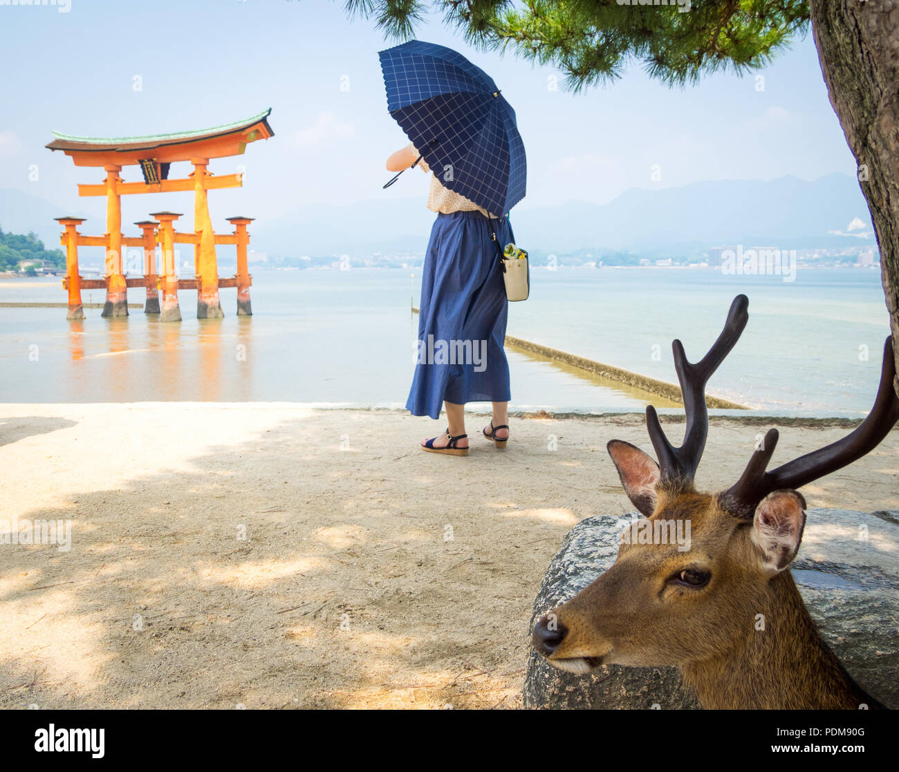 Annoyed deer funny miyajima hi-res stock photography and images - Alamy