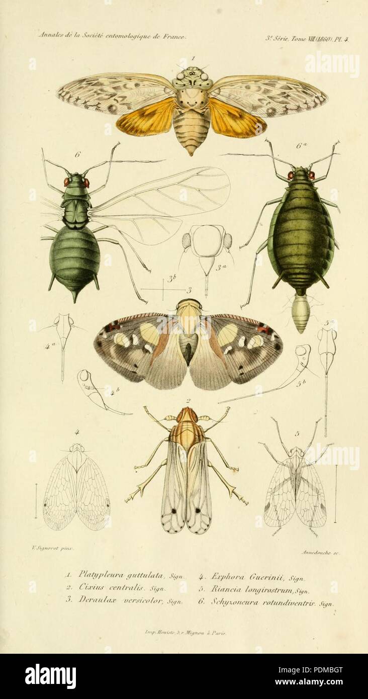 Entomologique hi-res stock photography and images - Alamy