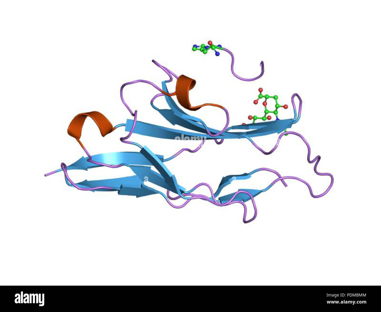 Beta sheet structure hi-res stock photography and images - Alamy