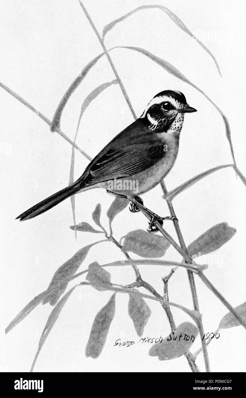 Songbird characteristics Black and White Stock Photos & Images - Alamy