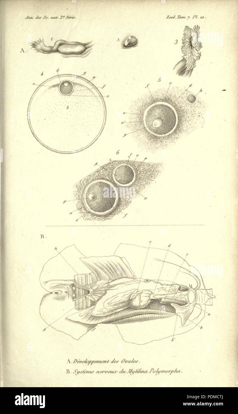 Sciences naturelles hi-res stock photography and images - Alamy