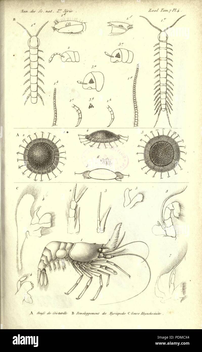 Sciences naturelles hi-res stock photography and images - Alamy