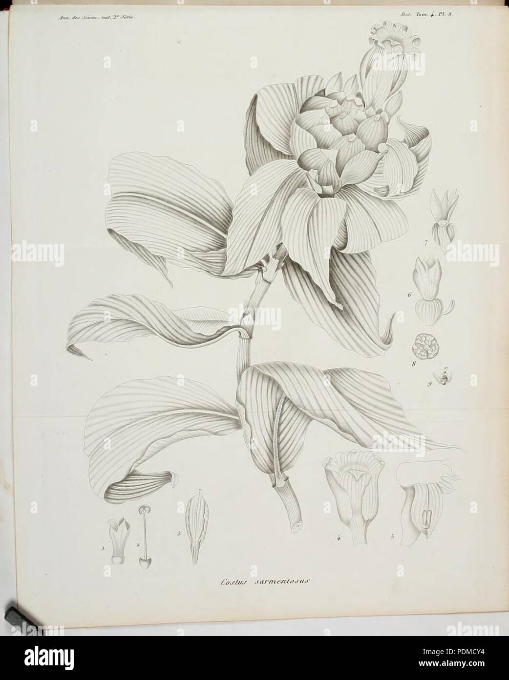 Sciences naturelles hi-res stock photography and images - Alamy