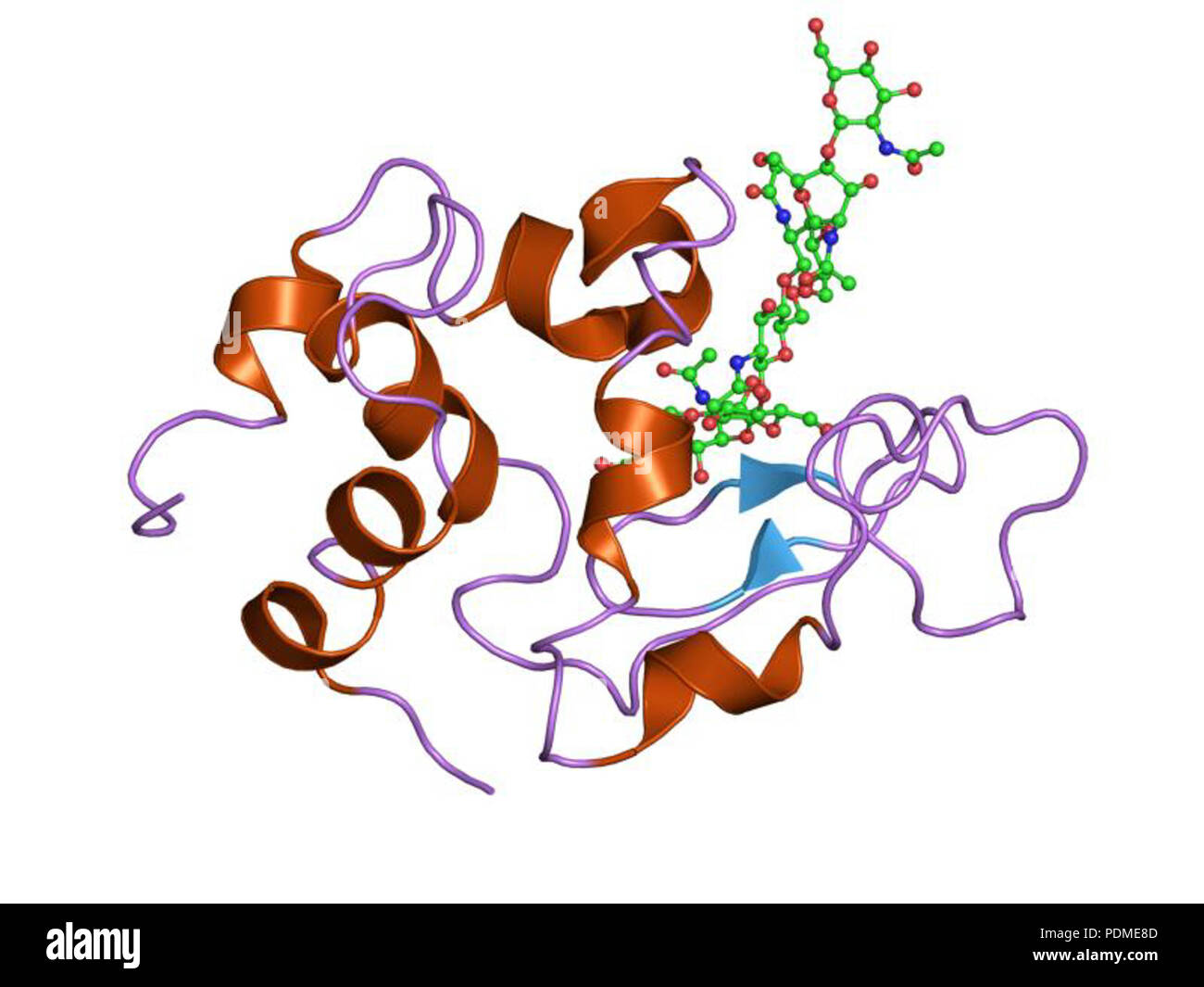 1sfg hi-res stock photography and images - Alamy