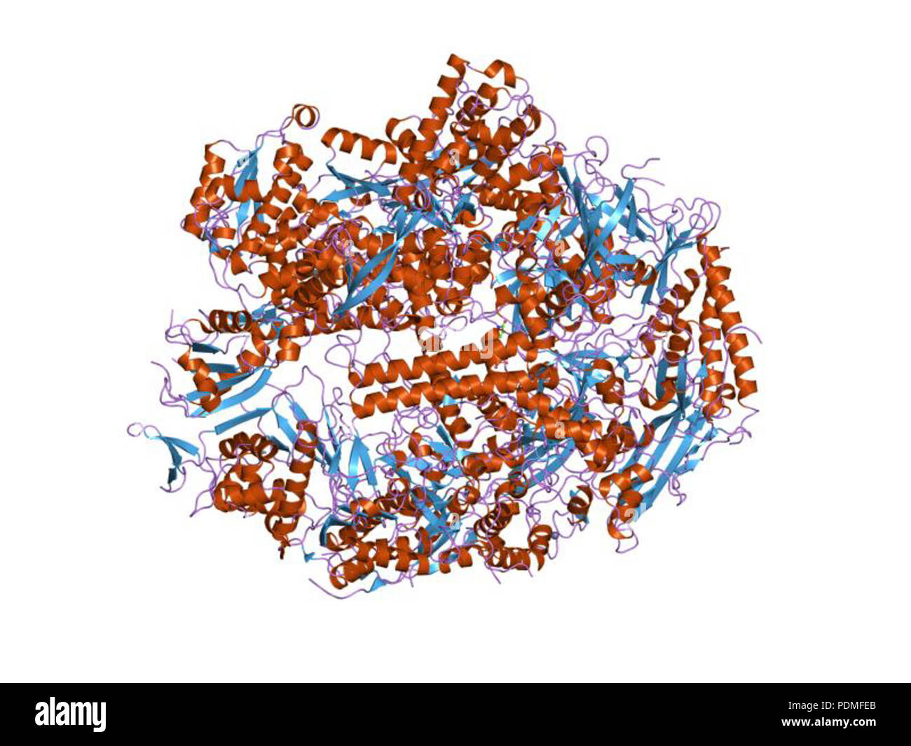 120 маке растения лесу Cut Out Stock Images & Pictures - Alamy