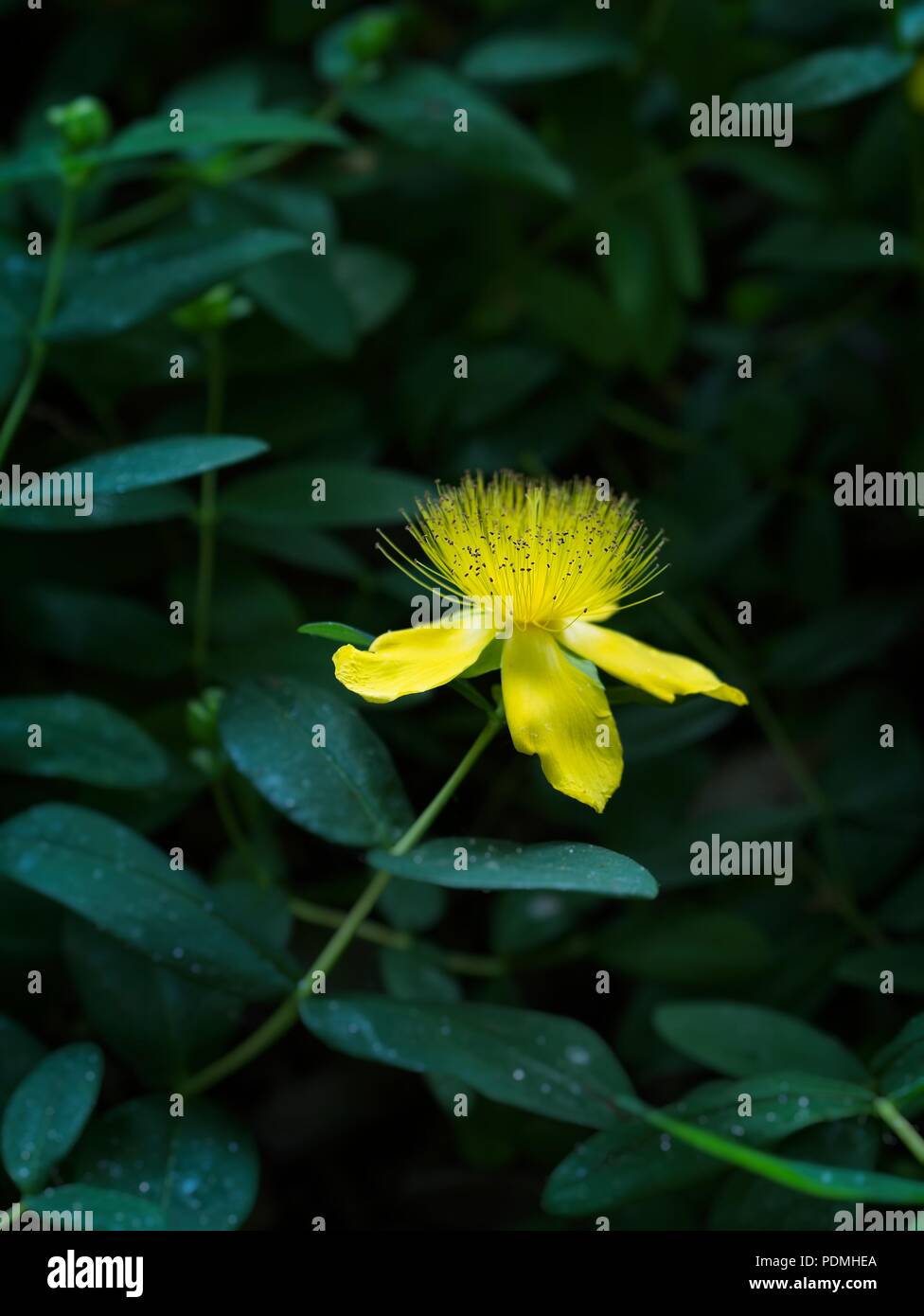 Yellow flower with yellow spore (Hypericum perforatum / St John's wort ...