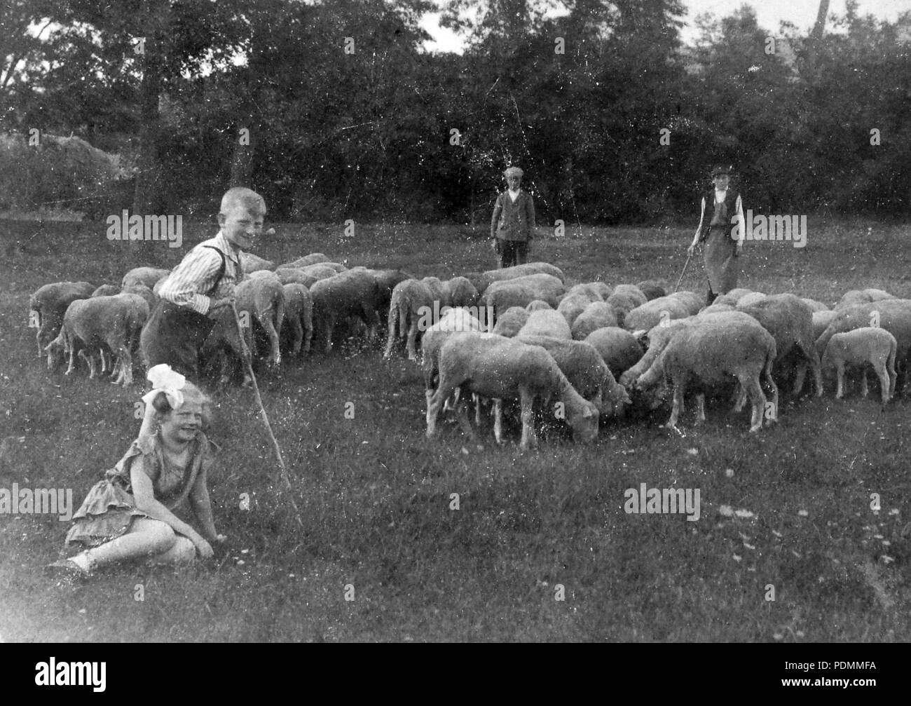 8 Sheep, herd Fortepan 8232 Stock Photo - Alamy