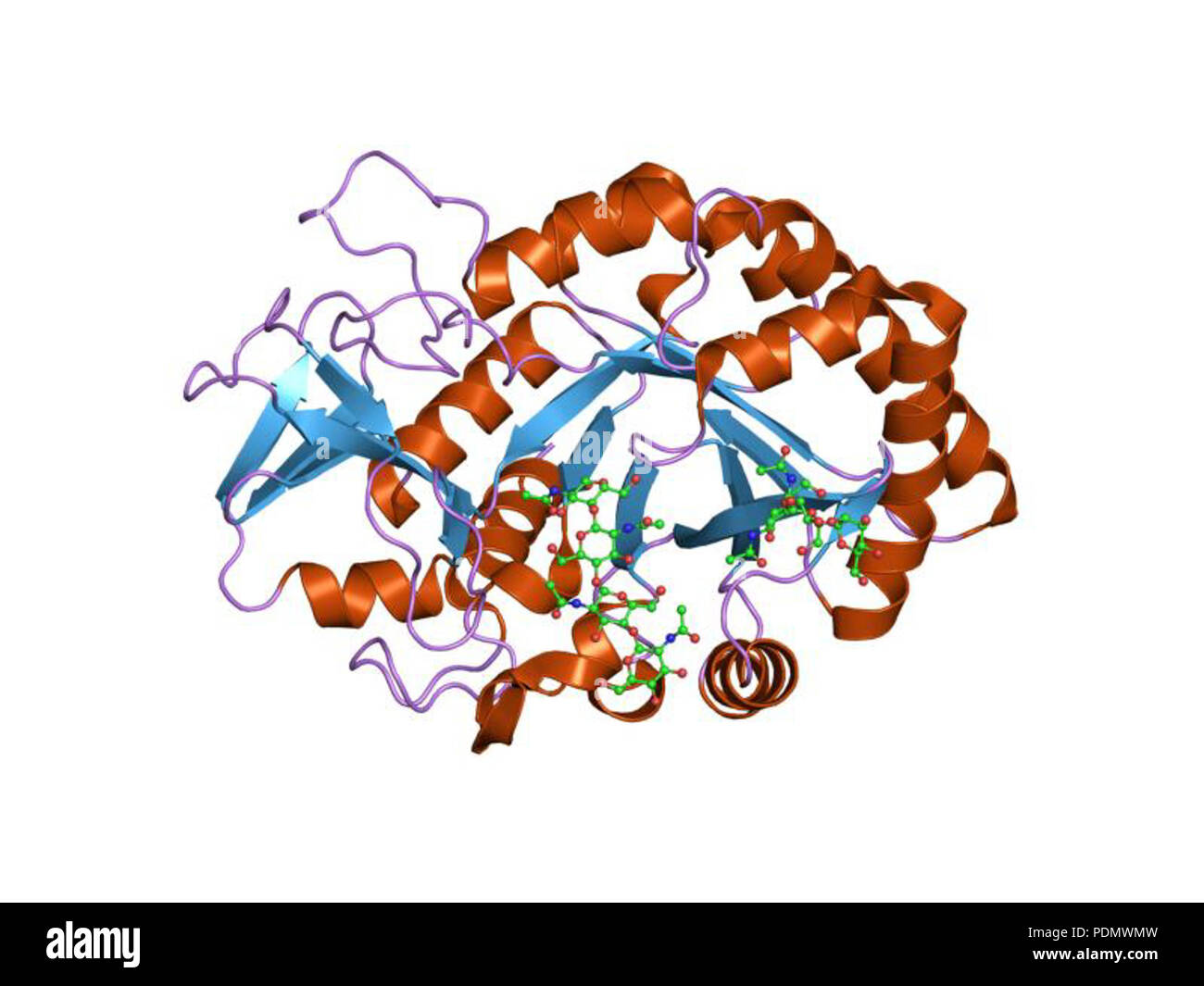 Chitinase function hi-res stock photography and images - Alamy