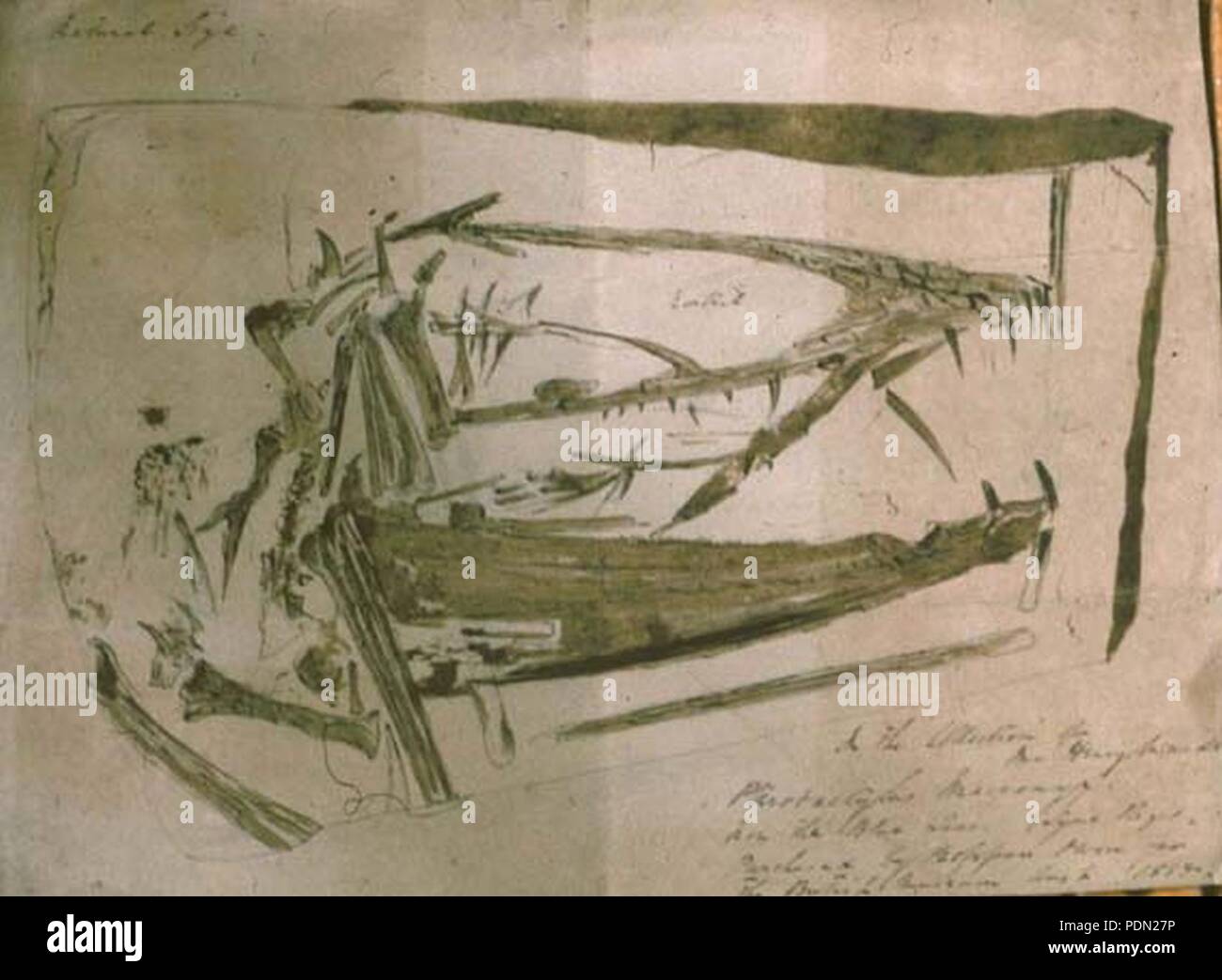 Dimorphodon hi-res stock photography and images - Alamy