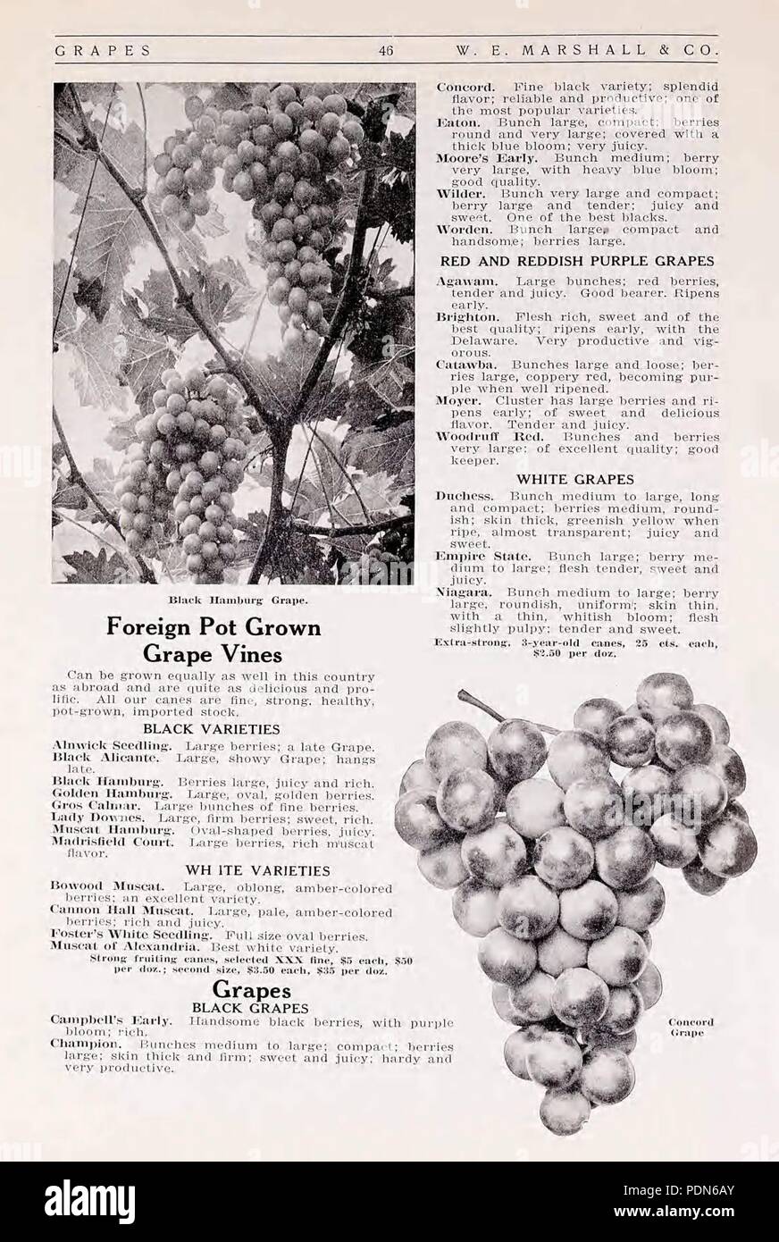 Annual spring catalogue Stock Photo - Alamy