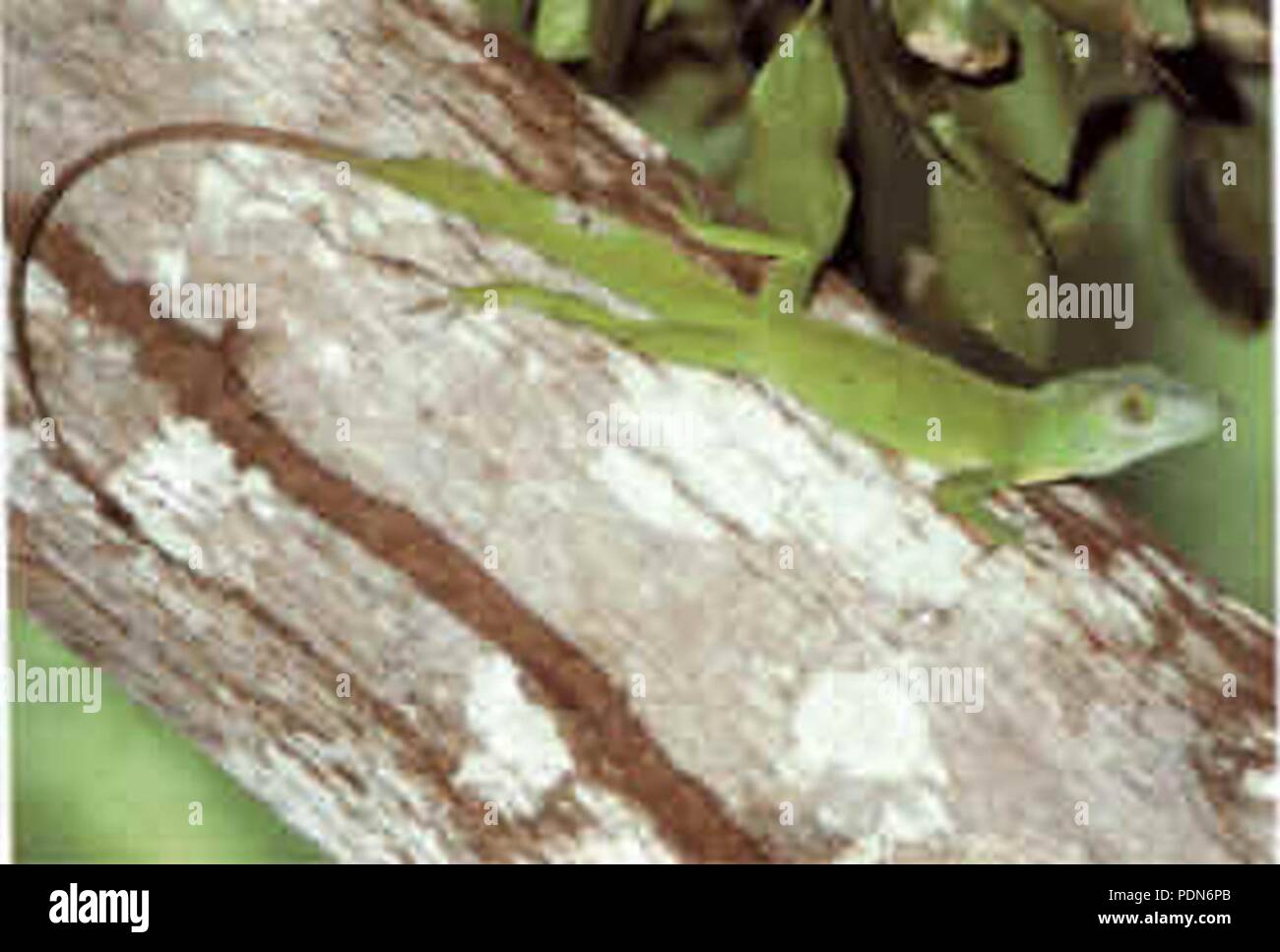 Giant anole hi-res stock photography and images - Alamy