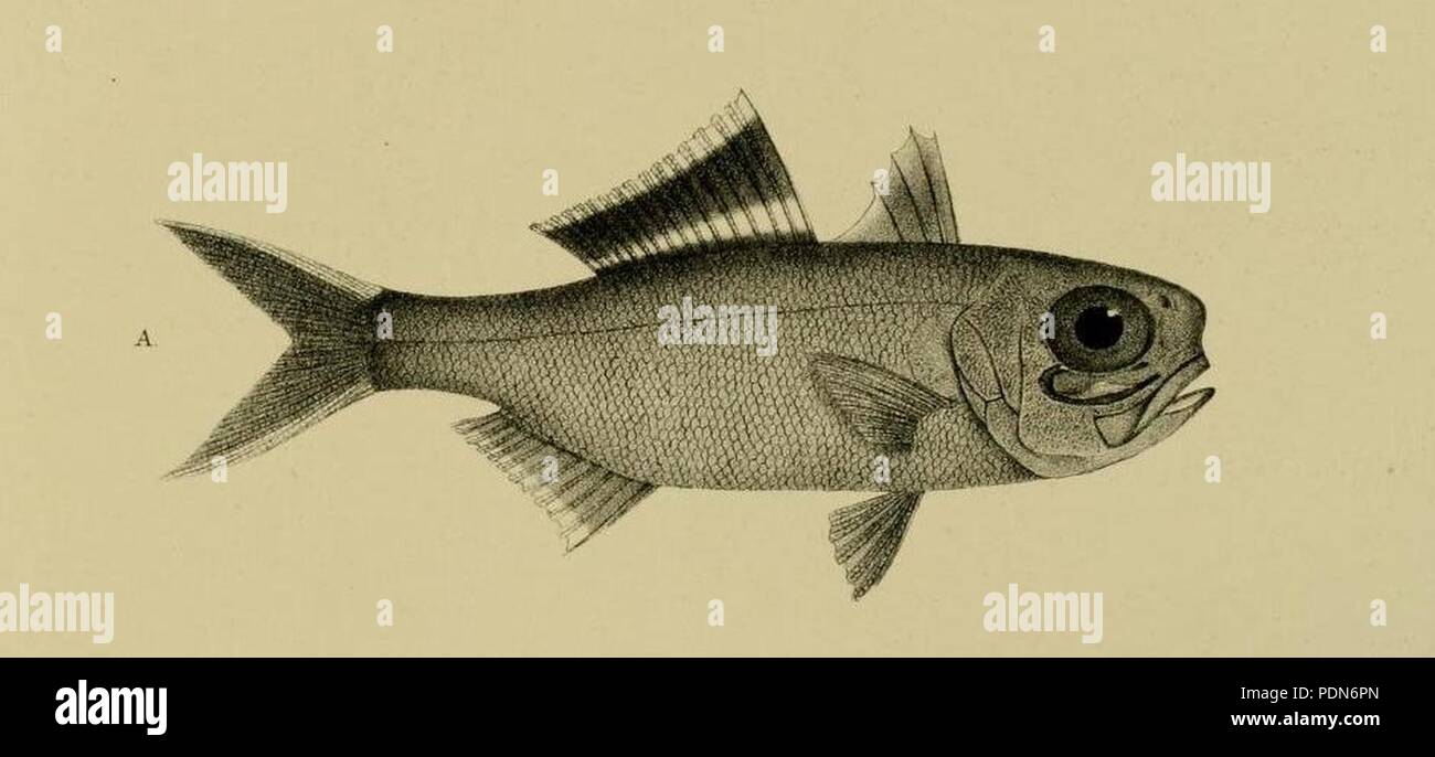 Anomalops katoptron Godoeffroy 1900 Stock Photo - Alamy